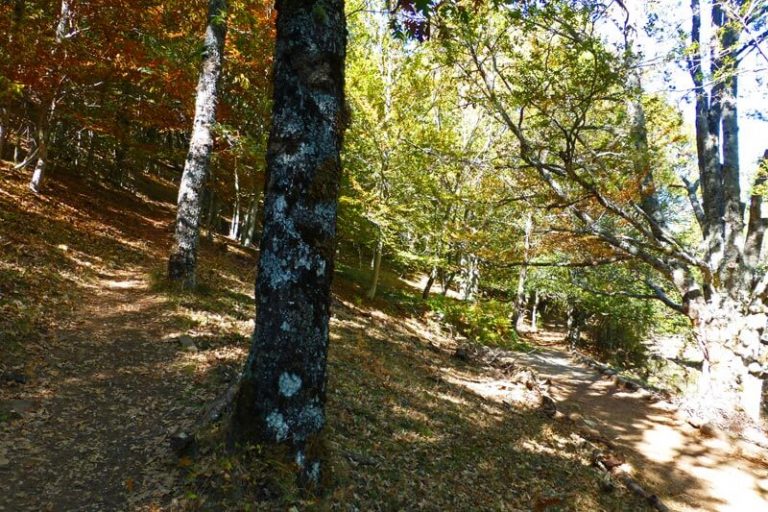 TODO del Hayedo de Montejo - Rutas, entradas, cómo llegar