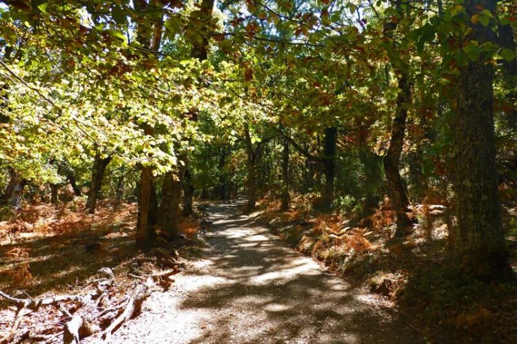 TODO del Hayedo de Montejo - Rutas, entradas, cómo llegar